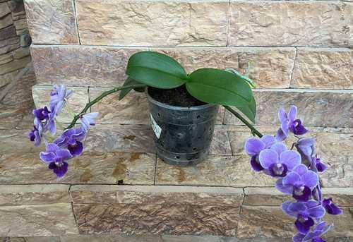 Редкий Phalenopsis Violet Qeen цветущий