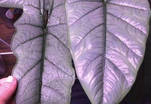 Алоказия heterophylla 'Silver' и 'Corazon'