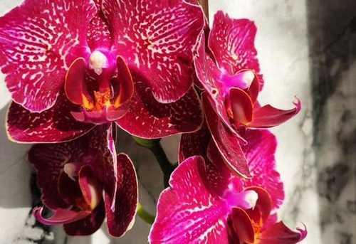 Орхидея фаленопсис Черри Бомб бабочка