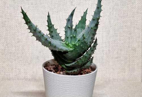 Алоэ колючее Aloe Aculeata