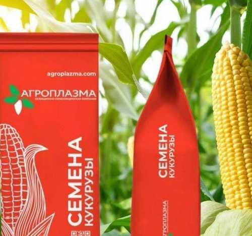 Семена кукурузы от производителя