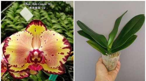 Орхидея азиатская подростки не цветут