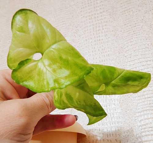 Сингониум white butterfly