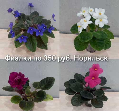 Фиалки цветущие