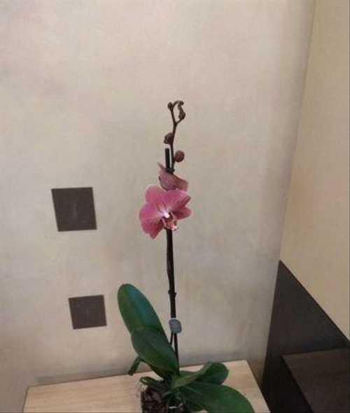 Орхидея фаленопсис Dragon Heart - Леко Фантастик