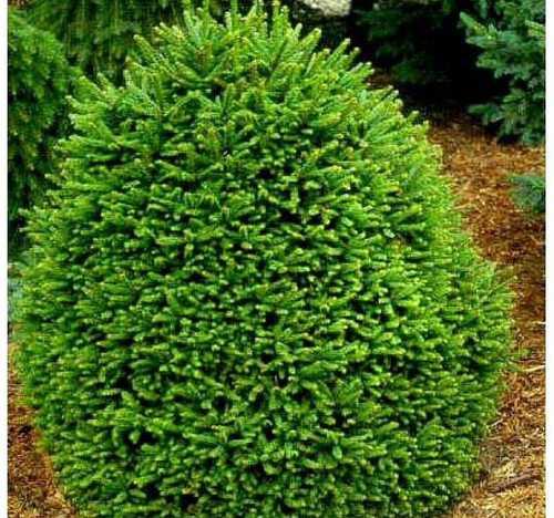 Picea abies Ohlendorffii С5 25см