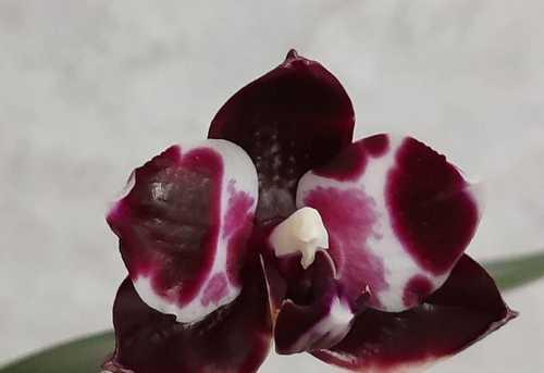 Орхидея фаленопсис MCL156 P. Mituo Reflex DD ‘Blac