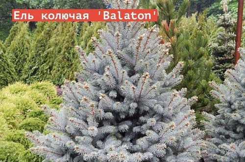 Ель колючая Balaton /Ком 200-250