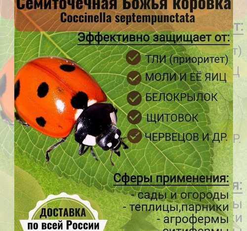 Божья коровка от белокрылки,тли, клеща