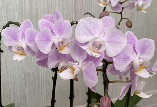 Орхидея фаленопсис мультифлора розовая