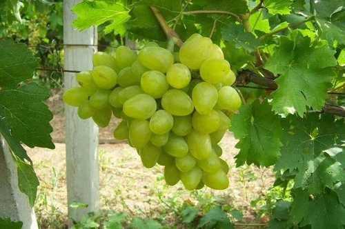 Виноград ростки