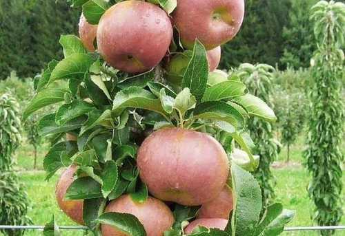 Саженцы колоновидной яблони Валюта для сада