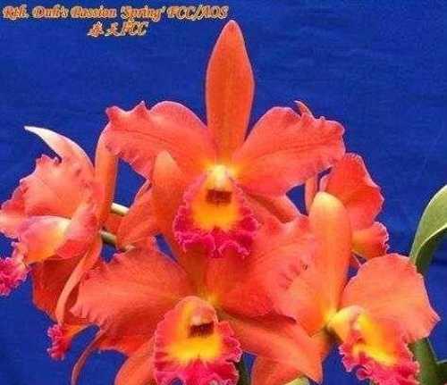 Орхидея rth. duh's passion spring