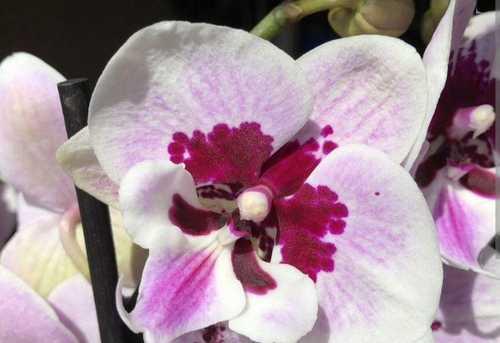 Орхидея детка