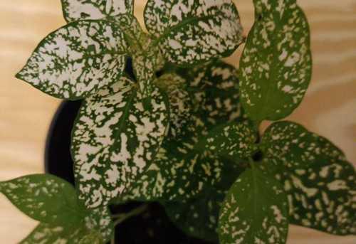 Гипоэстес - светолюбивое комнатное растение
