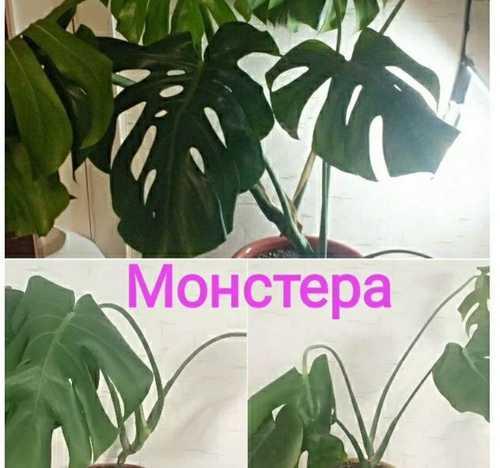 Продам цветы комнатные
