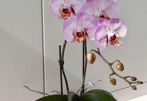 Орхидея фаленопсис Sogo Diamond стандарт цветущая