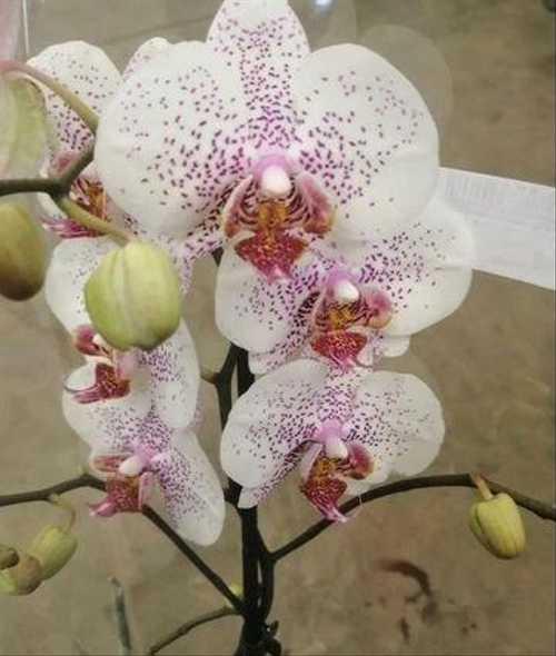 Орхидея фаленопсис гибрид 811