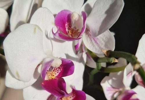 Орхидея фаленопсис Safe Heaven отцветашки