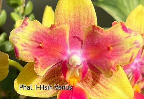 Орхидея Phal. I-Hsin Venus