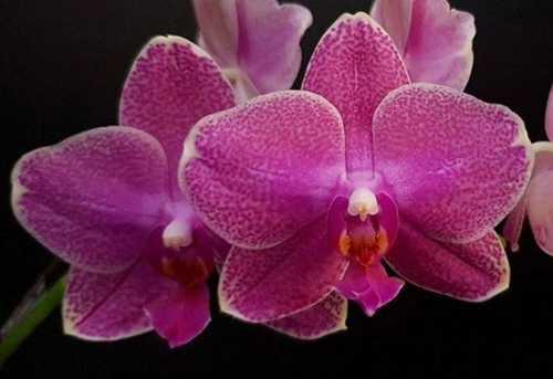 Орхидея фаленопсис Allura Proteus