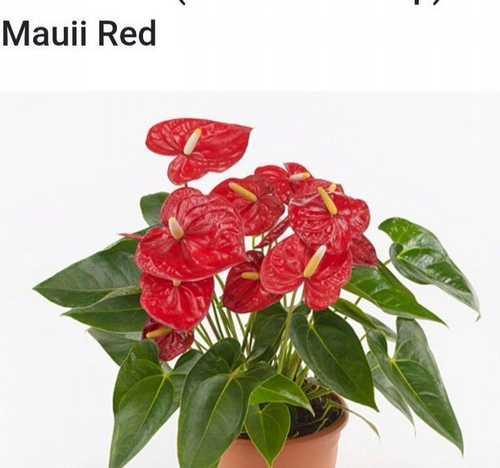 Антуриум Мауи Ред