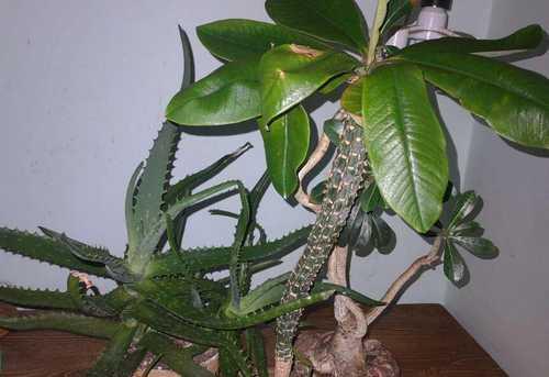 Adenium Obesum/Euphorbia viguieri/Aloe Delaetii