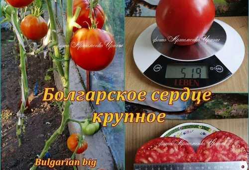 Семена коллекционных и сортовых томатов