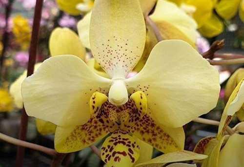 Орхидея фаленопсис Стюартиана