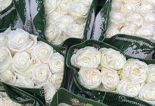 Розы Пион оптом белые розы Плая бланка