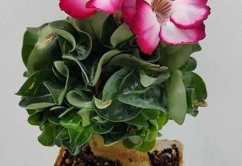 Адениум Барашек (Adenium Dorset Horn, dha)