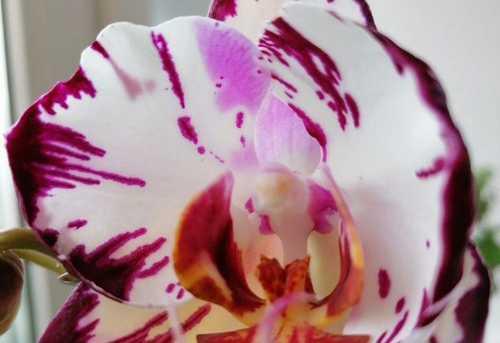 Орхидея - фаленопсис Ever spring prince