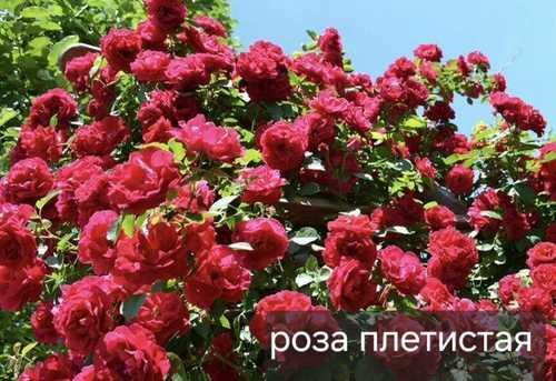 Роза плетистая малиновая
