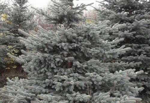 Ель колючая (Picea pungens) Супер Блю Сидлинг