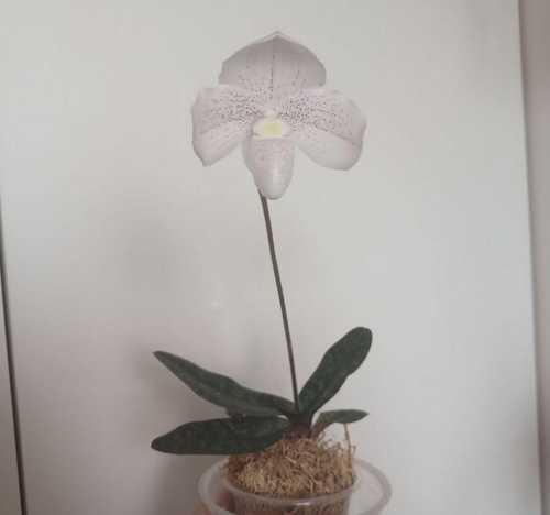 Paphiopedilum niveum