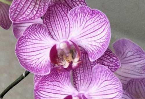 Орхидеи,фикус,бегония,кислица,гипоцирта