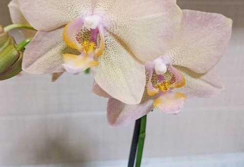 Орхидея легато