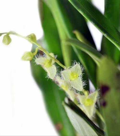 Мини орхидея Stelis Hirtella