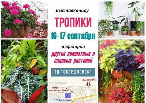 Выставка комнатных цветов и садовых растений