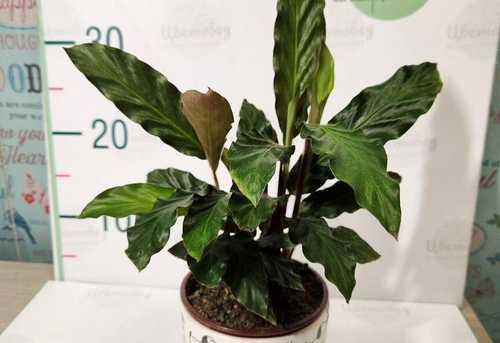 Калатея Руфибарба (Calathea Rufibarba)