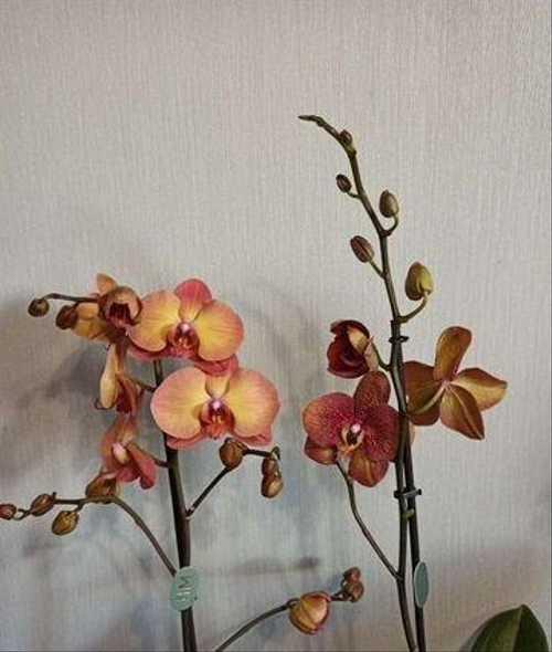 Орхидея фаленопсис Пожар, Тулон