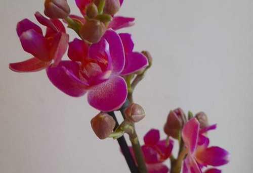 Орхидея фаленопсис пелорик трилипс