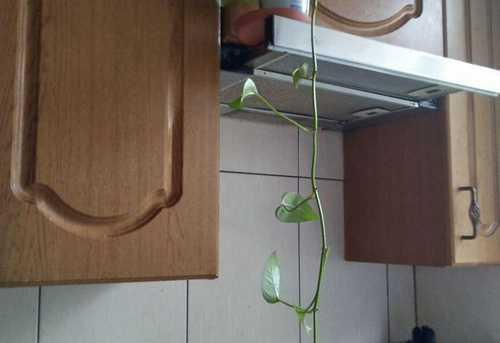Сциндапсус комнатное растение