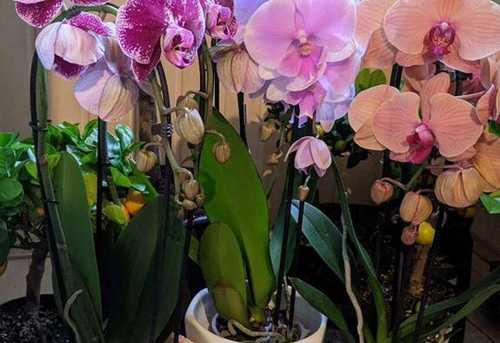 Орхидея подарочный каскад