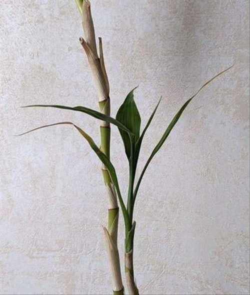 Драцена Икеа (бамбук)