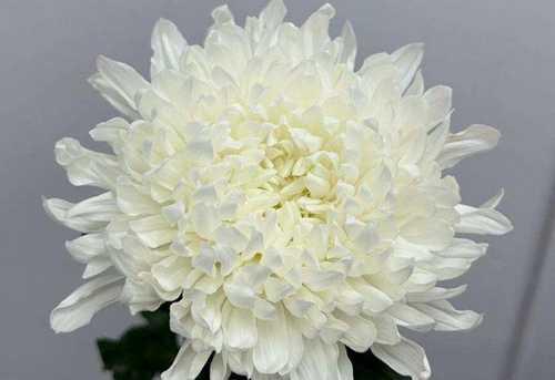 Крупная одноголовая хризантема (белая)