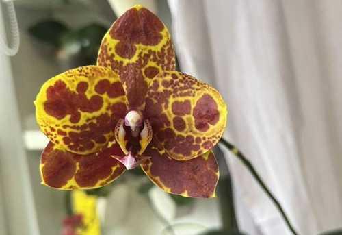 Орхидея Phal. GW Green world