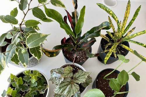 Комнатные декоративно-лиственные растения