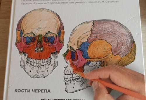 Атлас-раскраска, анатомия человека