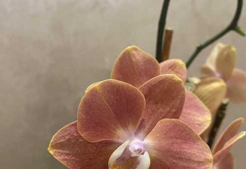 Орхидея фаленопсис, «Горизонт»